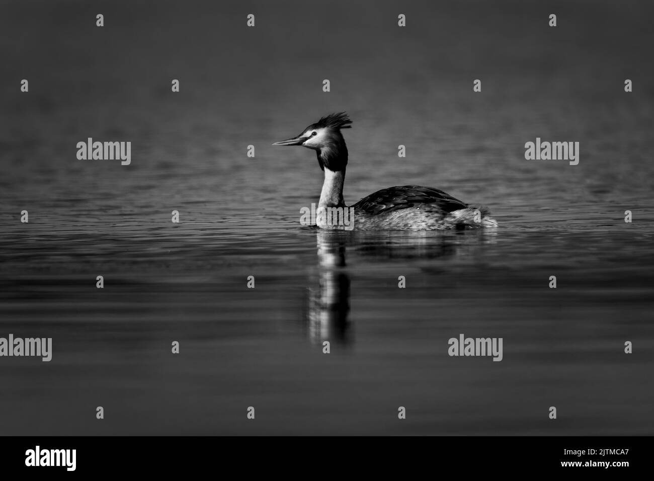 The great crested grebe or Podiceps cristatus is a member of the grebe ...