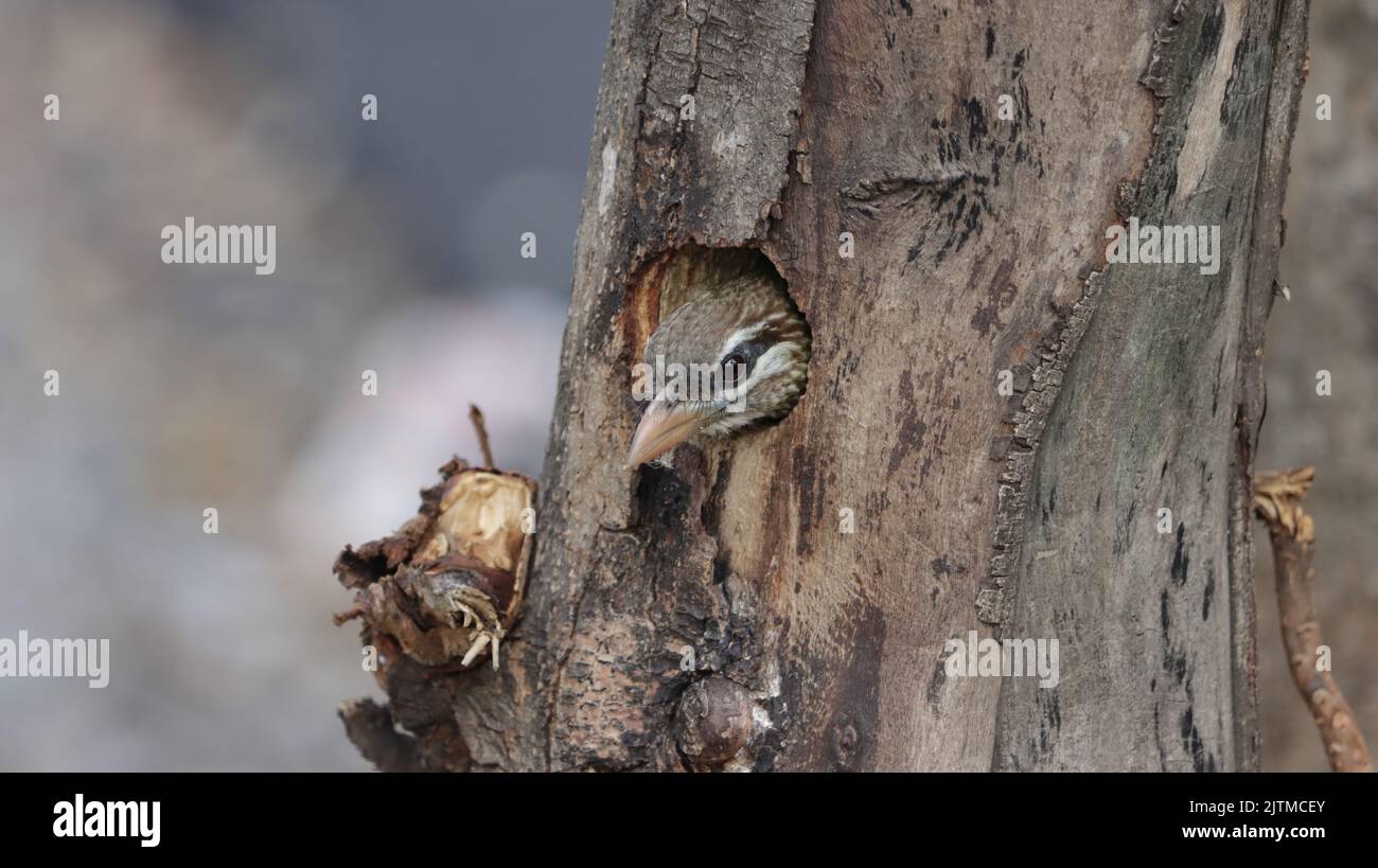 A closeup of a cute white-cheeked barbet peeping from its nest in a ...