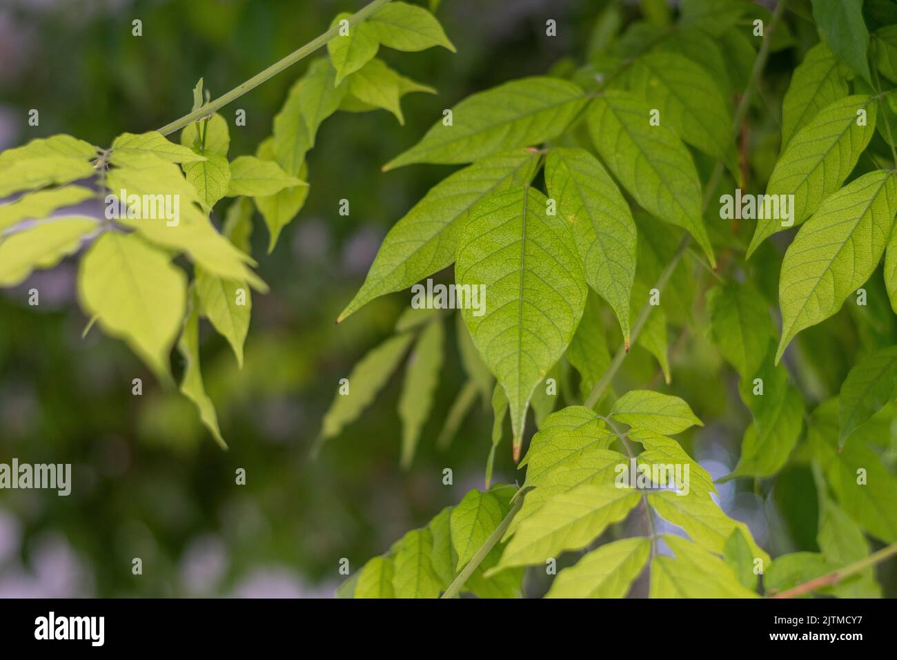 Cannae family hi-res stock photography and images - Alamy