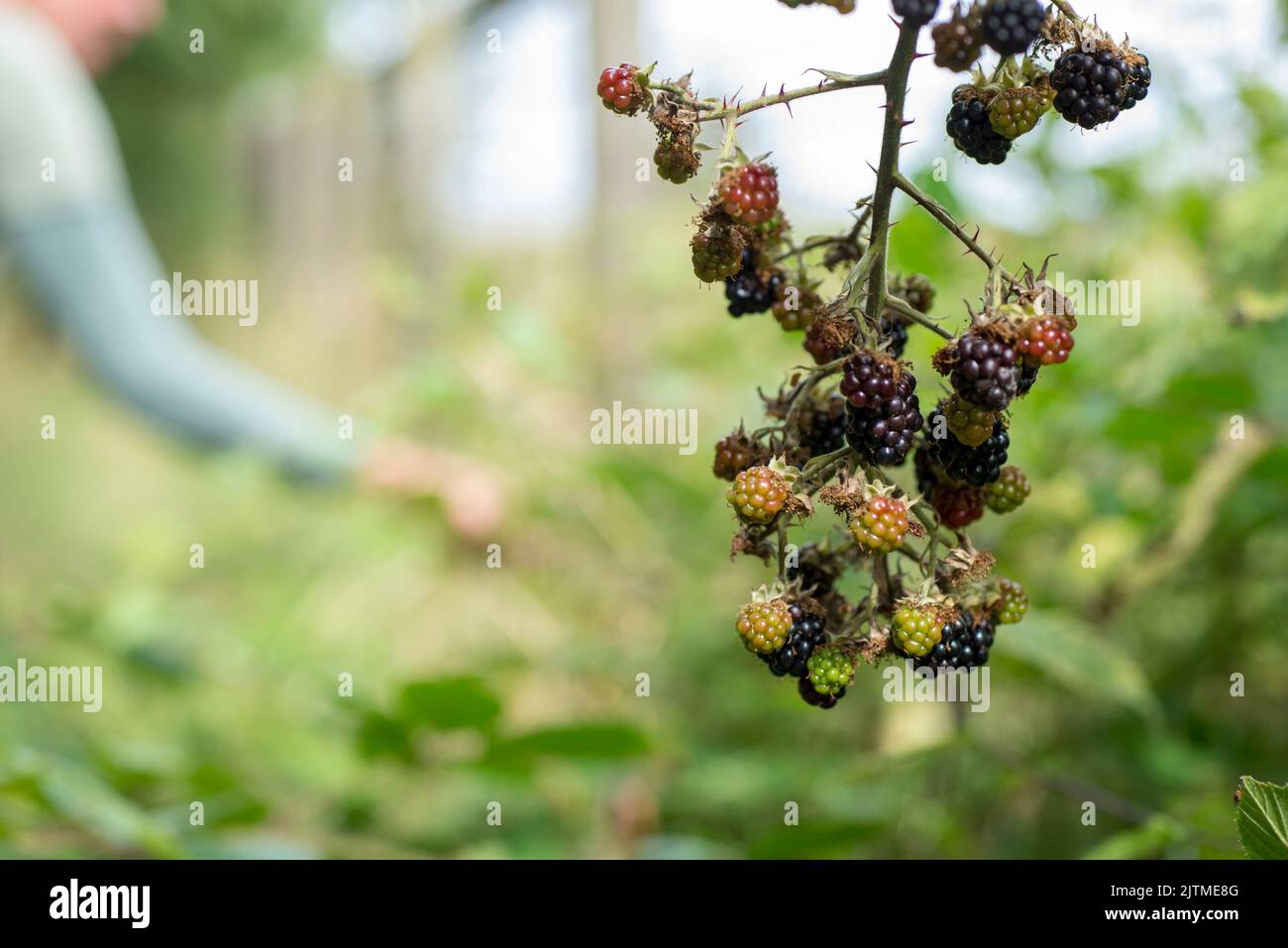 A bunch of Blackberries hang in a cluster from a branch on a hedgerow ...