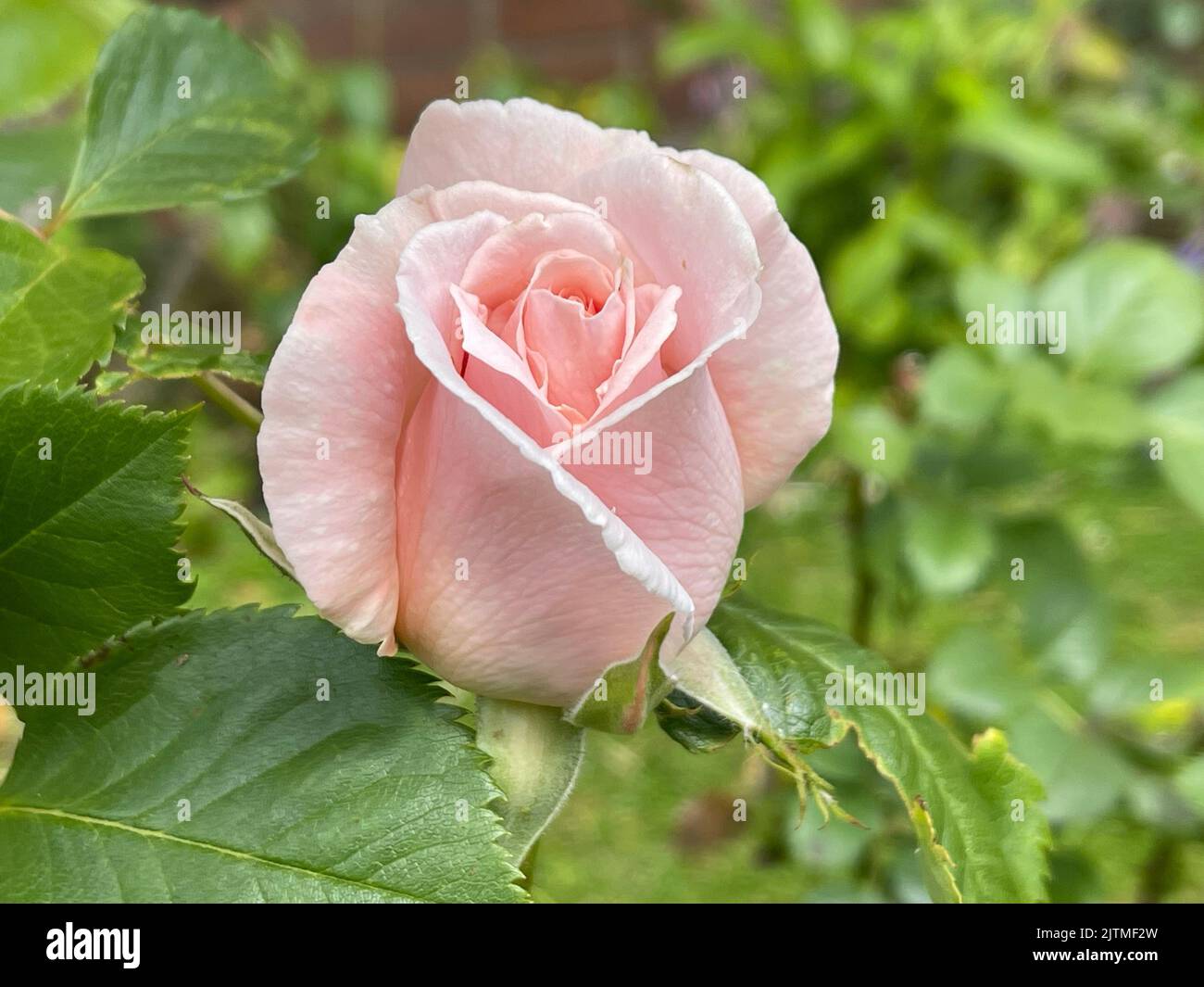 A pink rose flower in a garden Stock Photo - Alamy