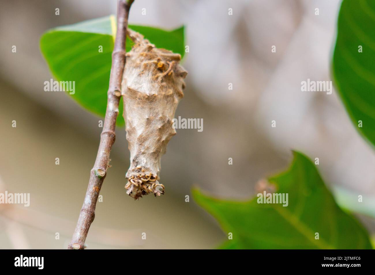 butterfly cocoon on a tree in Rio de Janeiro Brazil Stock Photo - Alamy