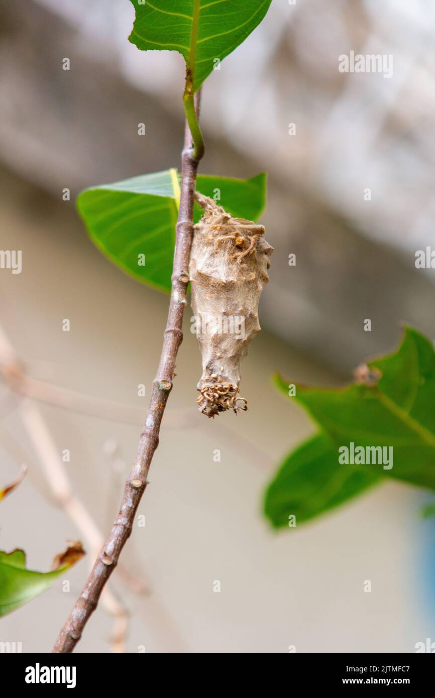 butterfly cocoon on a tree in Rio de Janeiro Brazil Stock Photo - Alamy