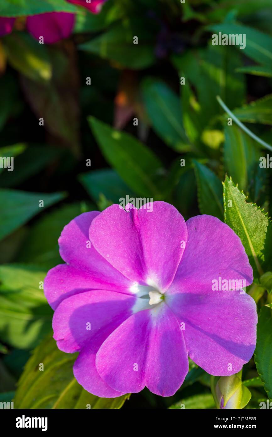 Impatiens hawkeri flowers plant. New Guinea impatiens or Impatiens ...