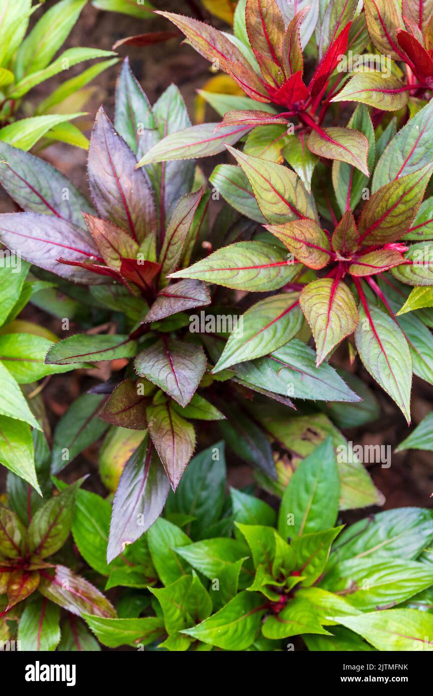 Impatiens hawkeri flowers plant. New Guinea impatiens or Impatiens ...