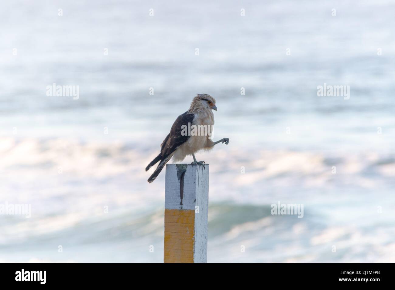Yellow-headed Caracara (Hawk Carrapateiro) standing on a wood at Leblon ...