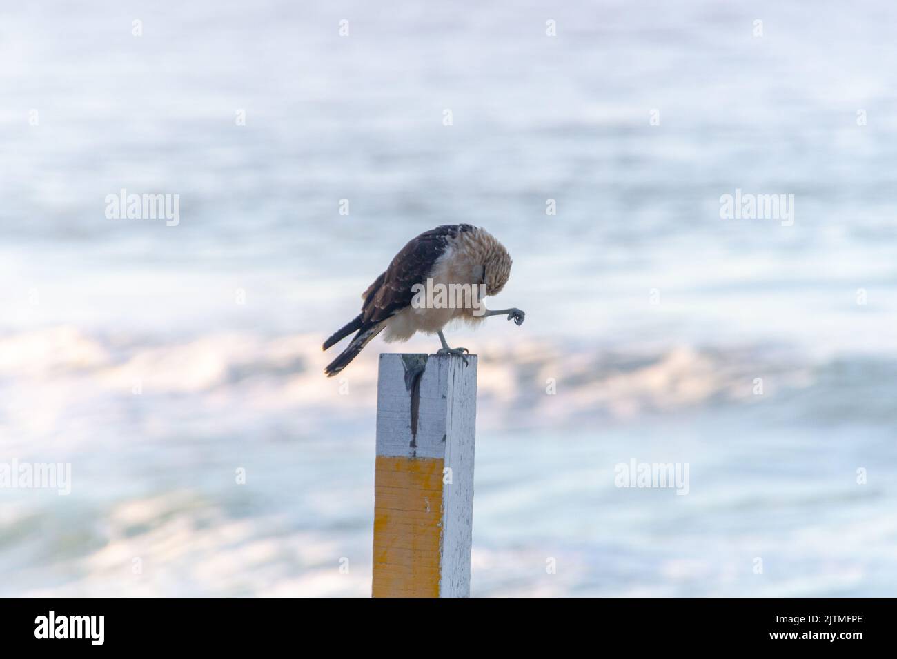 Yellow-headed Caracara (Hawk Carrapateiro) standing on a wood at Leblon ...