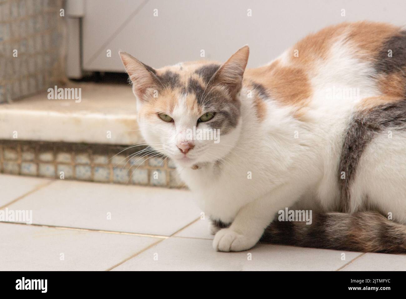 Cat full body hi-res stock photography and images - Alamy