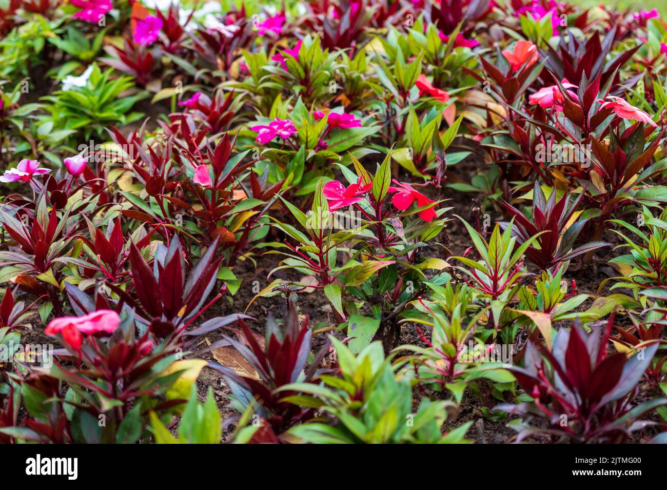 Impatiens hawkeri flowers plant. New Guinea impatiens or Impatiens ...