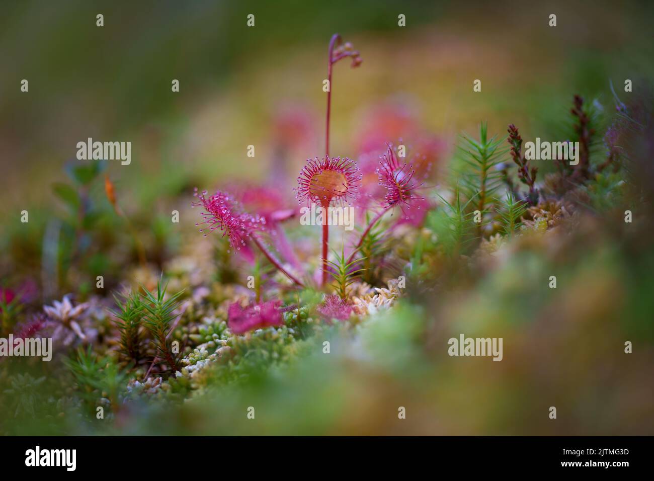 Roundleaf sundew or common sundew, is a carnivorous species of ...