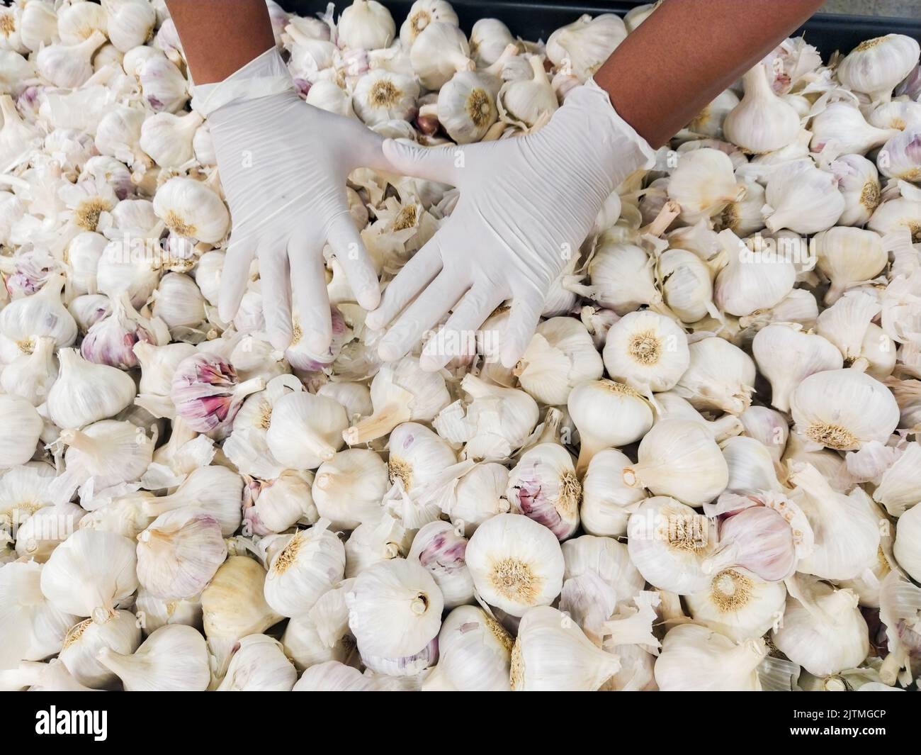 black hands of a man on a gloved garlic bench, protection against the ...