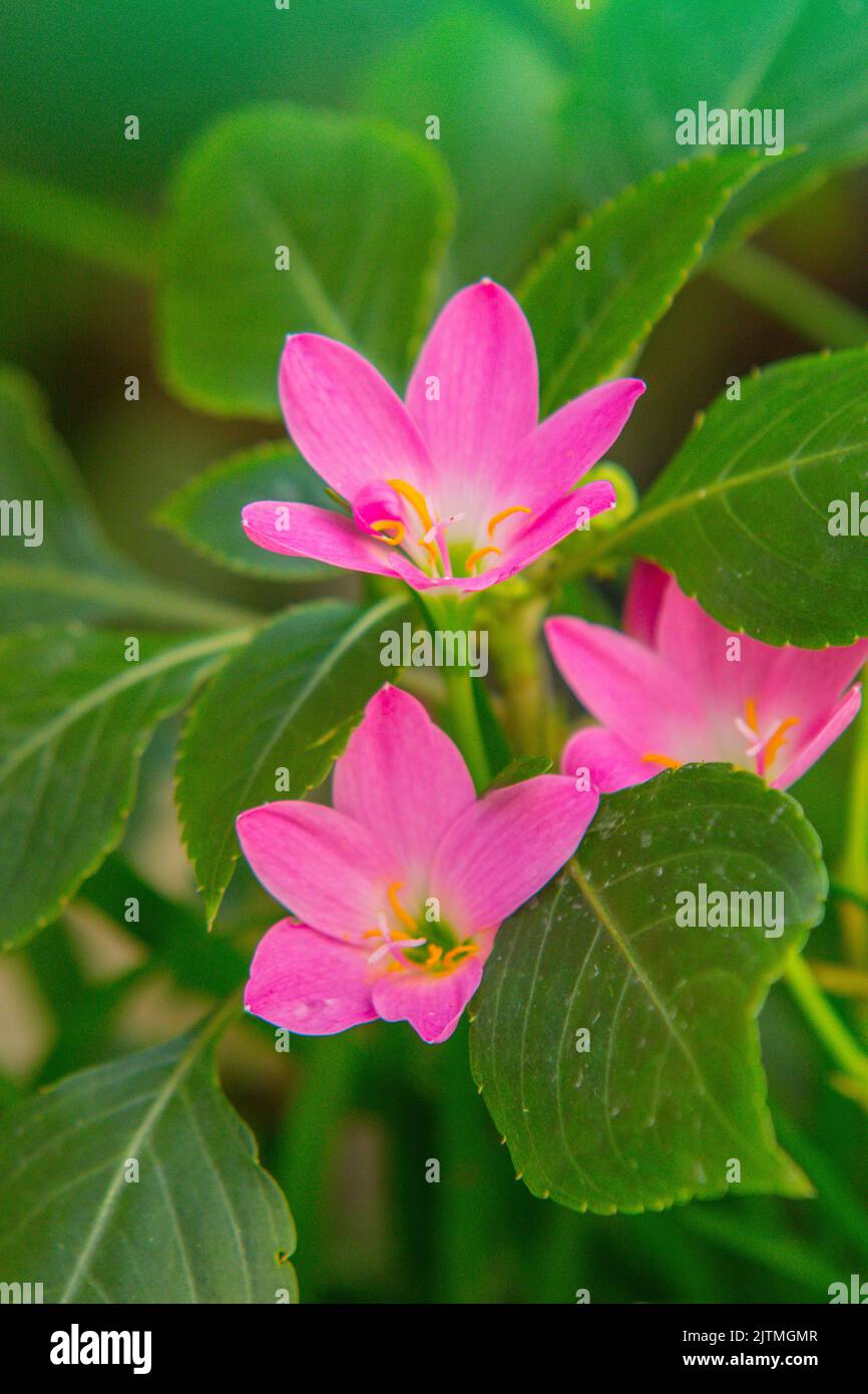 Pink rain lily, a very common flower in gardens in Rio de Janeiro ...