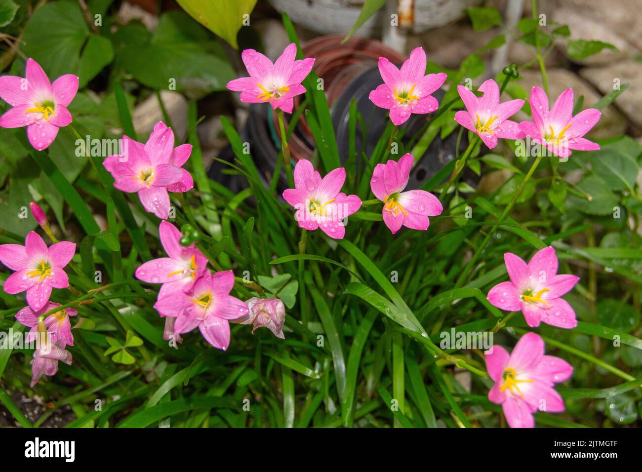 Pink rain lily, a very common flower in gardens in Rio de Janeiro ...