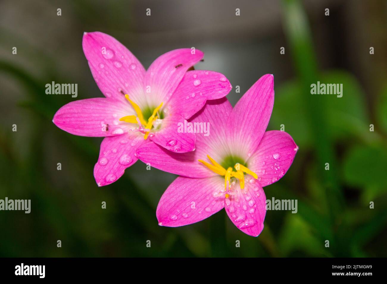 Pink rain lily, a very common flower in gardens in Rio de Janeiro ...
