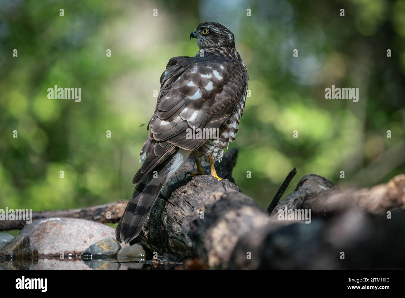 Japanese sparrow hawk hi-res stock photography and images - Alamy