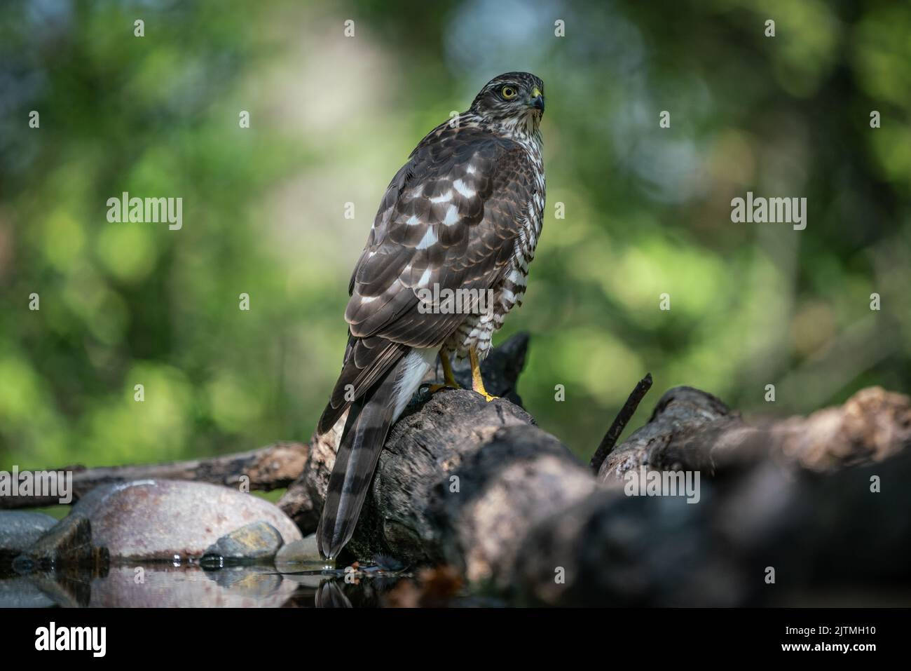 Japanese sparrow hawk hi-res stock photography and images - Alamy