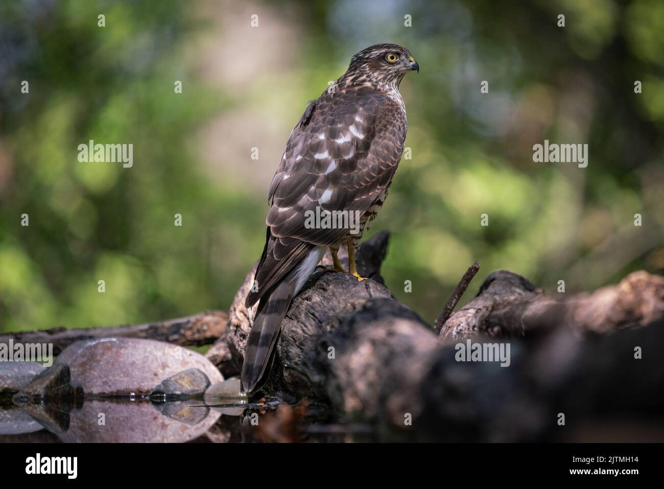 beautiful sparrow-hawk resting on a tree Stock Photo - Alamy