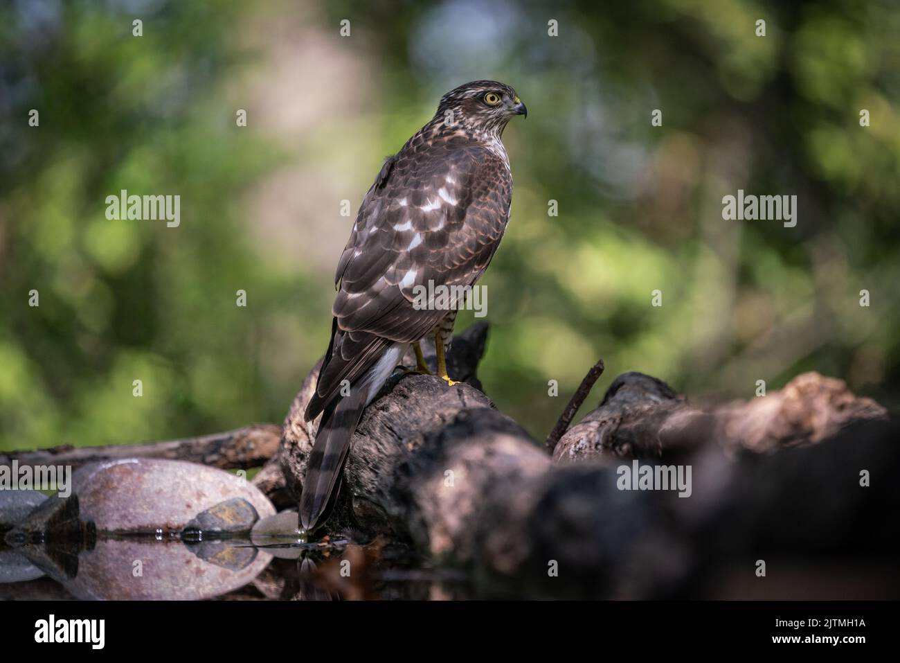 beautiful sparrow-hawk resting on a tree Stock Photo - Alamy