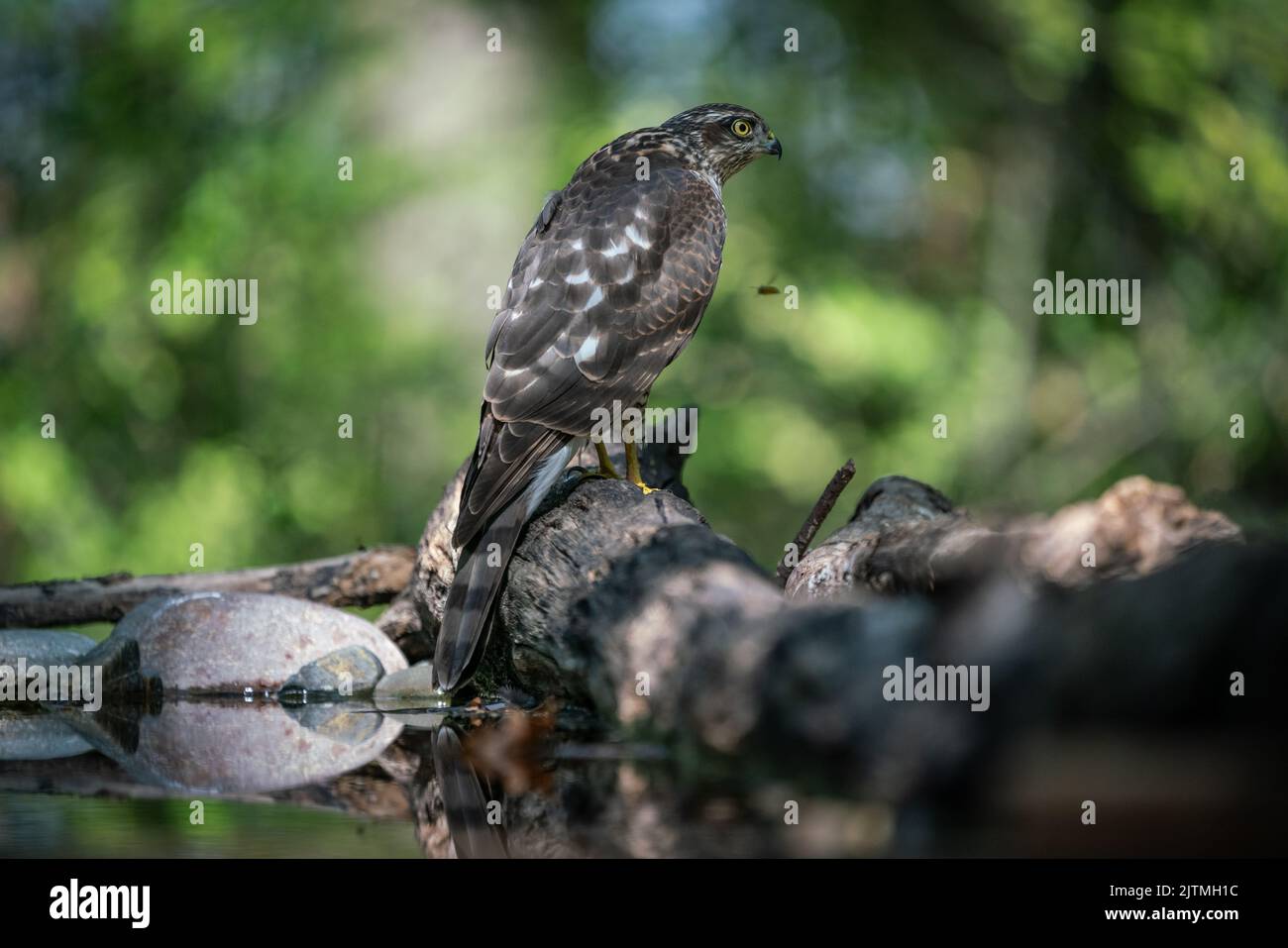 beautiful sparrow-hawk resting on a tree Stock Photo - Alamy