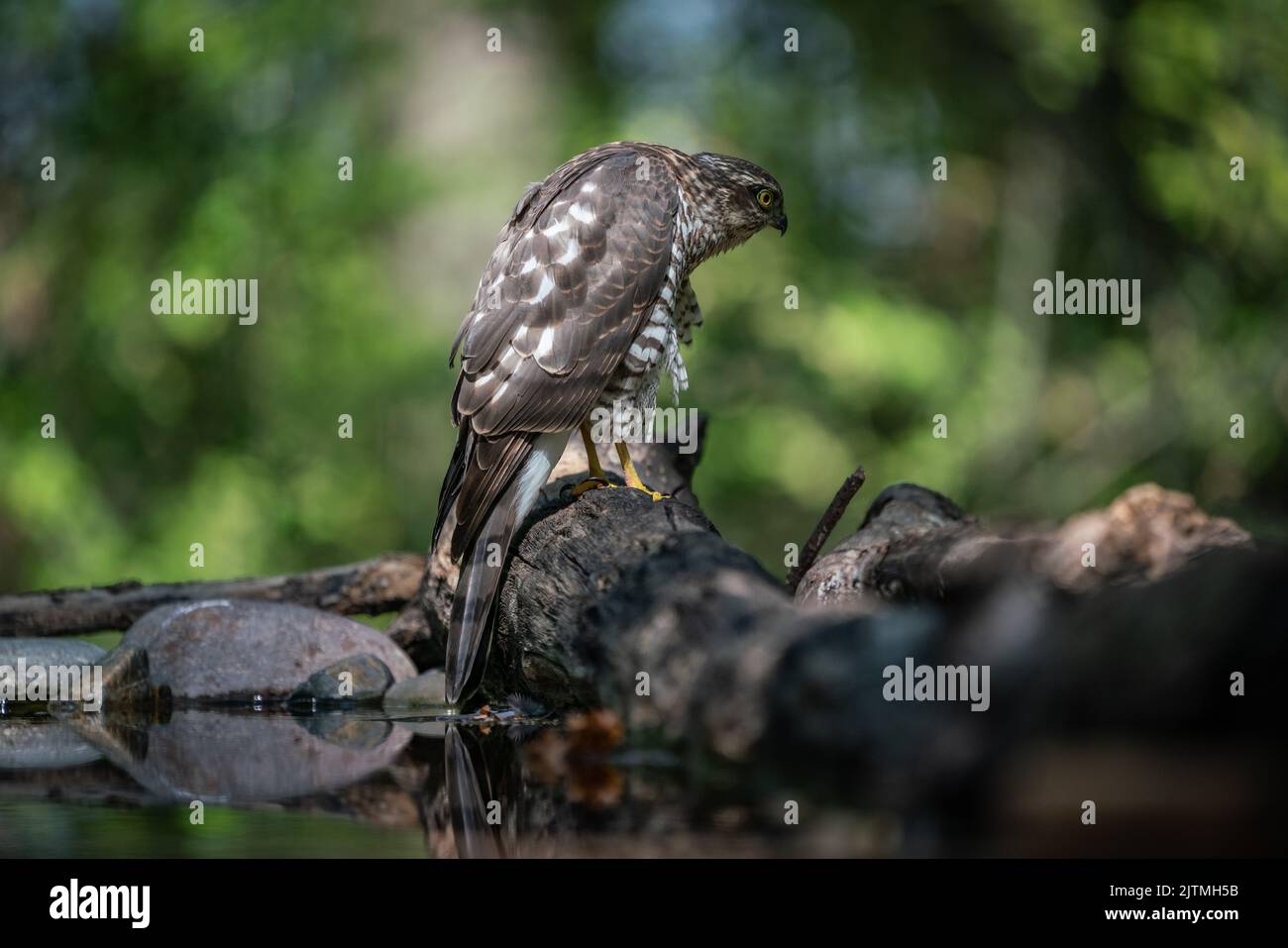Japanese sparrow hawk hi-res stock photography and images - Alamy