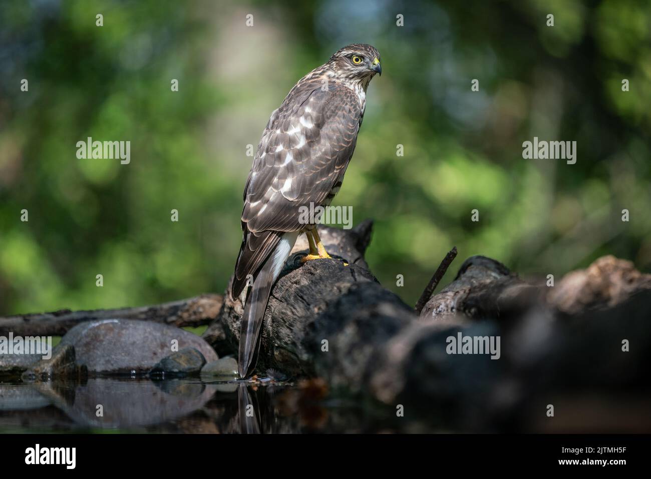 Japanese sparrow hawk hi-res stock photography and images - Alamy