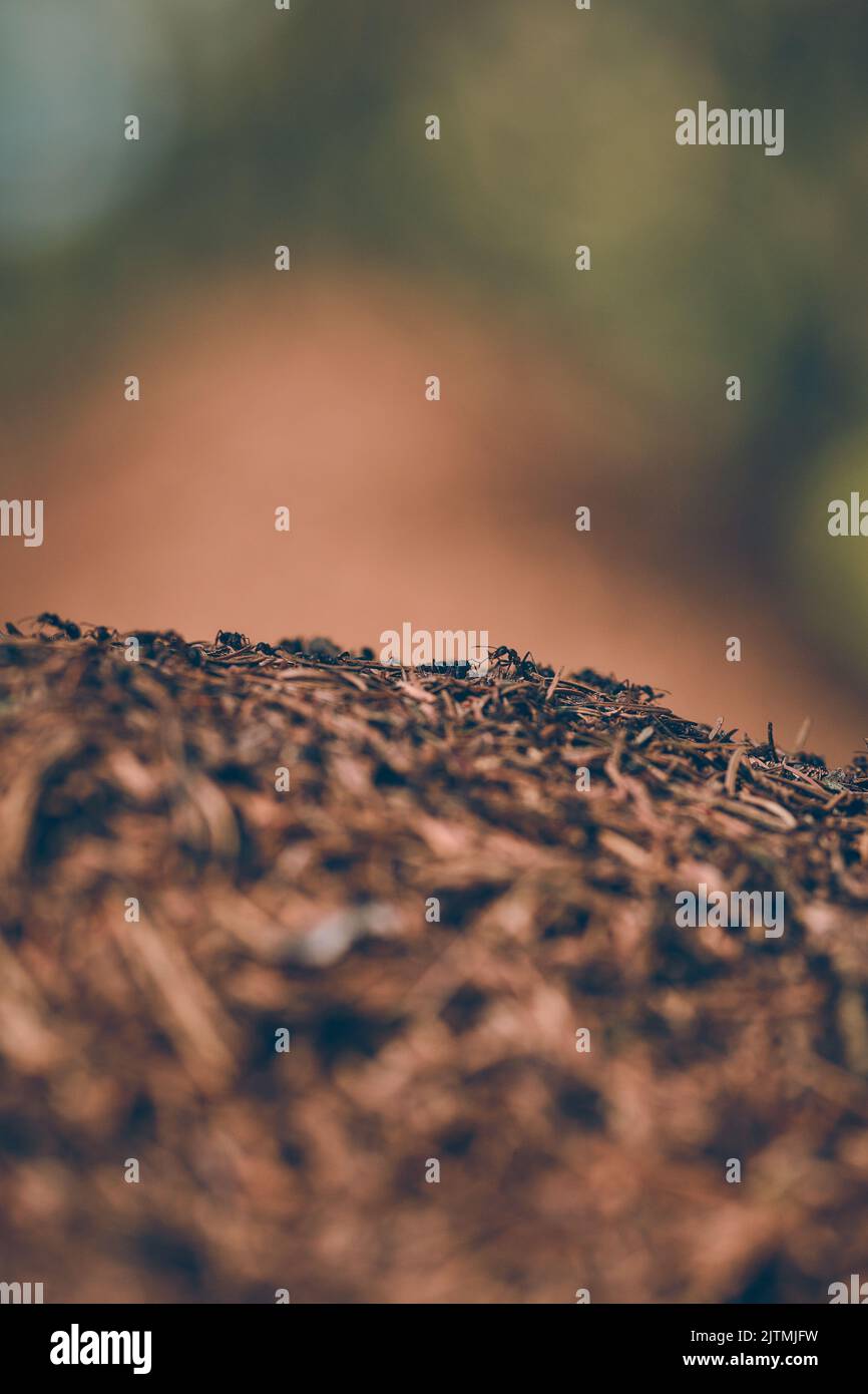 Ant hill colony hi-res stock photography and images - Alamy