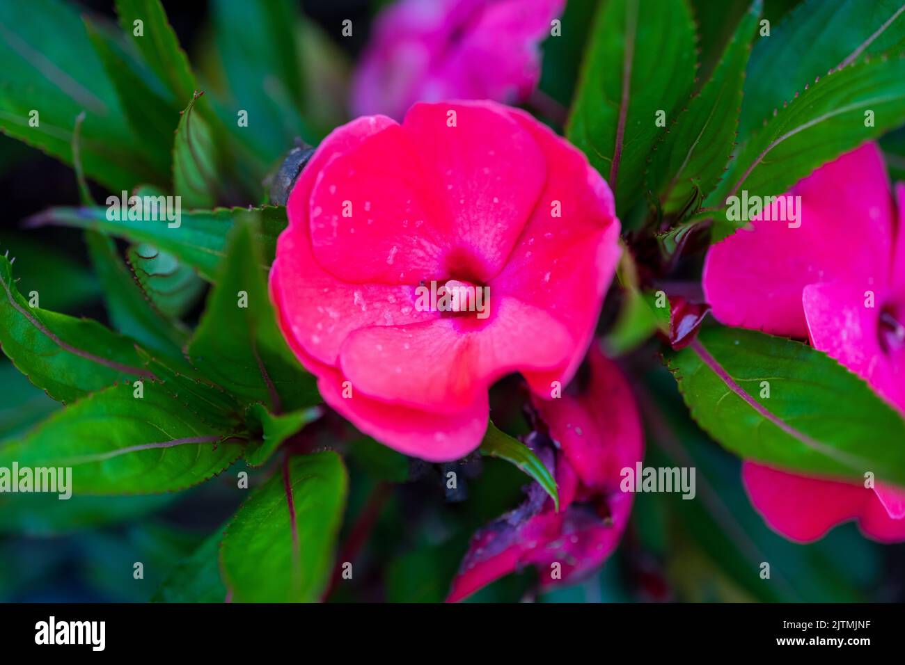Impatiens hawkeri flowers plant. New Guinea impatiens or Impatiens ...