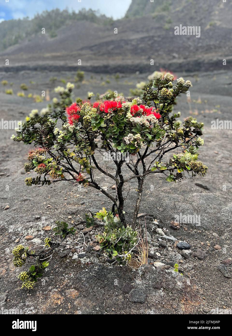 Pohutukawa tree, a species of Metrosideros, growing out of the lava ...