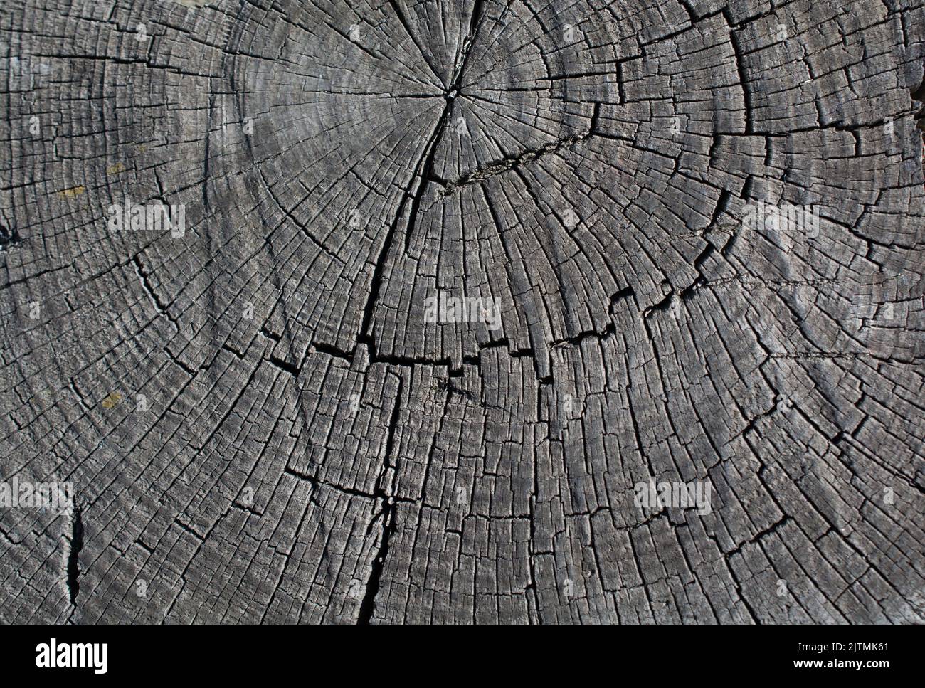 Old Weathered cracked tree stump texture background with the cross section Stock Photo - Alamy