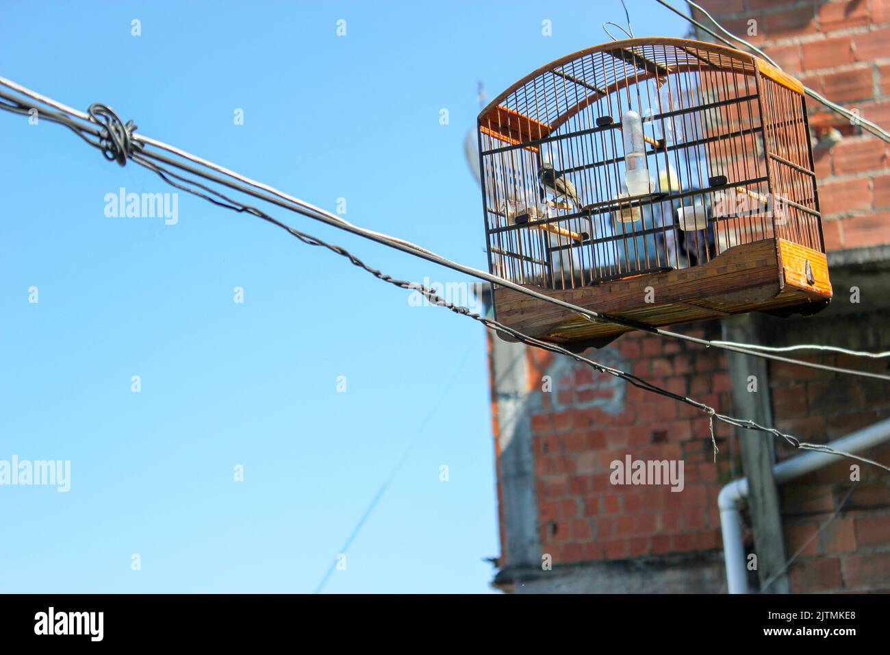 bird in a cage in the Cantagalo community in Rio de Janeiro Stock Photo ...