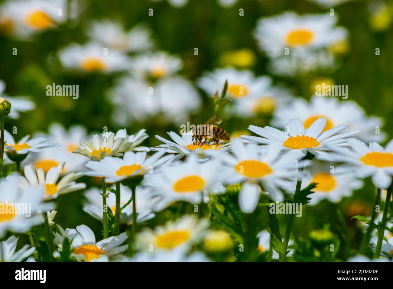 Daisies lawn bee hi-res stock photography and images - Alamy