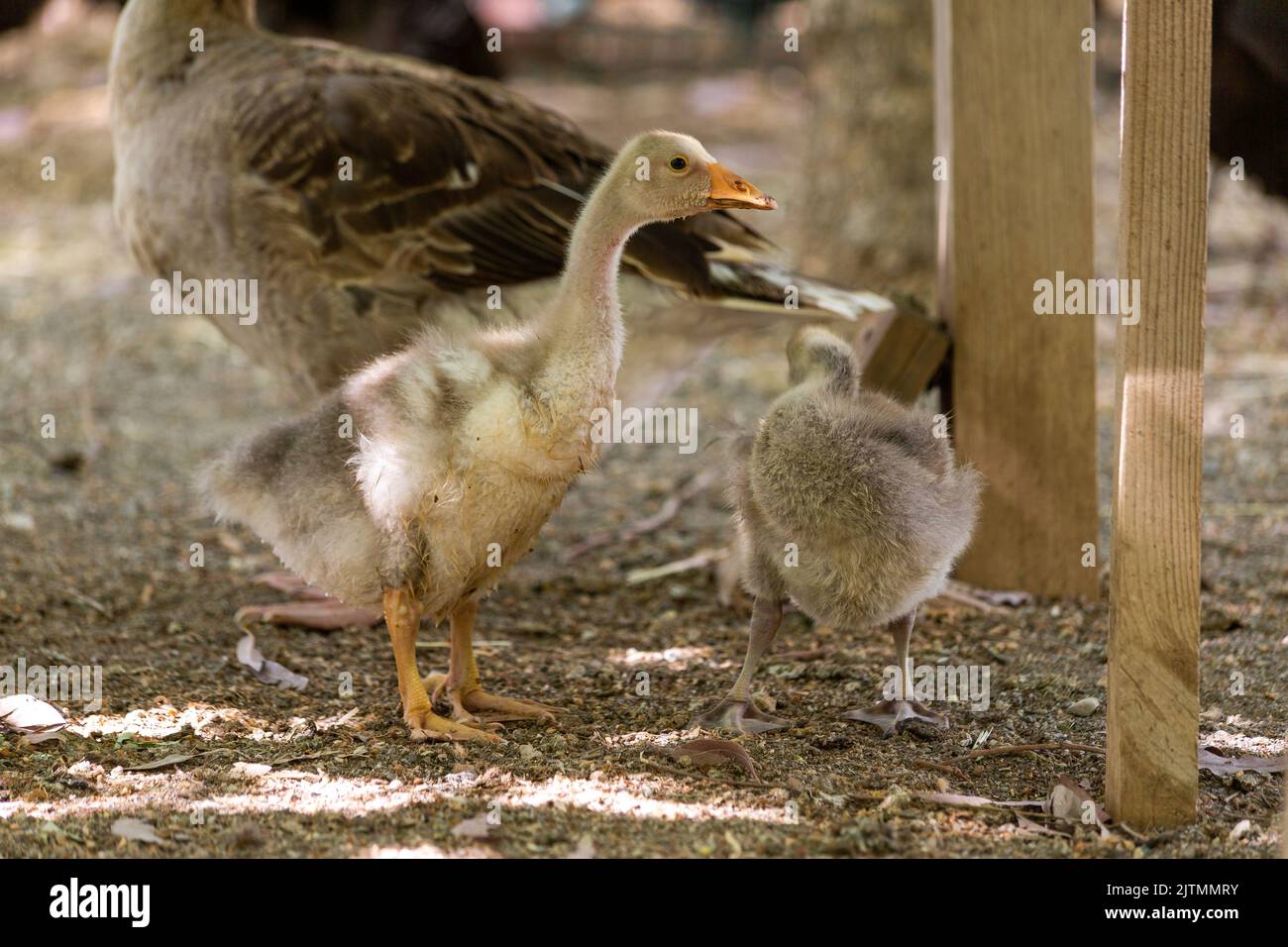 Baby geese outdoors in hi-res stock photography and images - Alamy