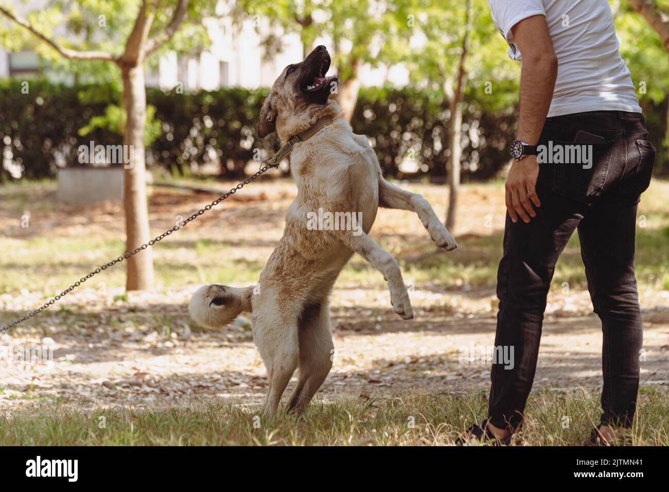 Human and dog together hi-res stock photography and images - Alamy