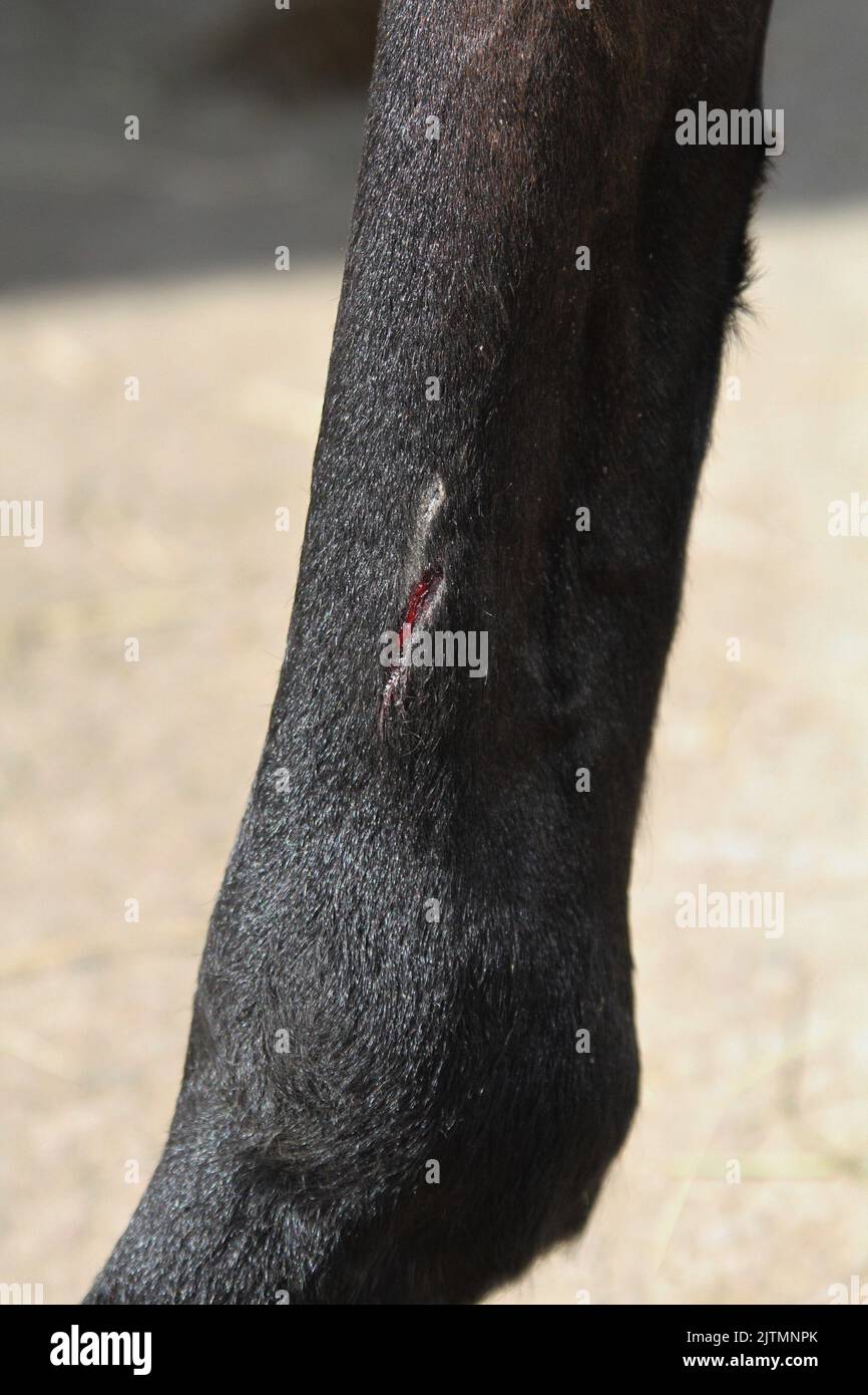 Horse with wound / cut on leg. Equine injury Stock Photo - Alamy