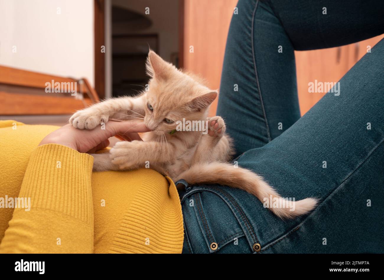 Approach to a small light brown kitten playing on the body of her owner ...