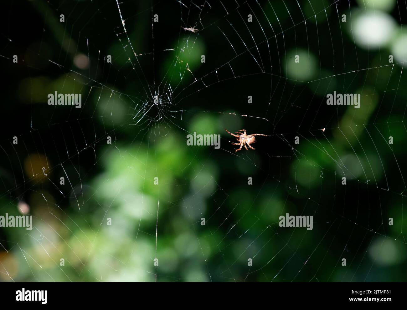 An Australian Garden Orb Weaver Spider (Argiope catenulata) in the web ...