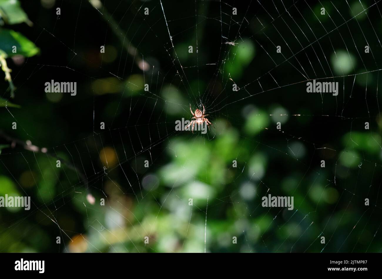 An Australian Garden Orb Weaver Spider (Argiope catenulata) in the web ...