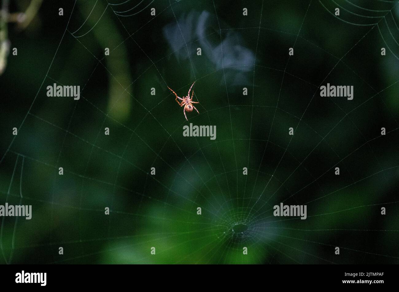 An Australian Garden Orb Weaver Spider (Argiope catenulata) in the web ...