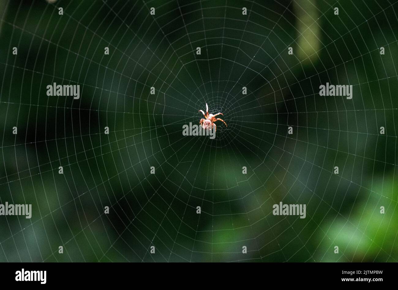 An Australian Garden Orb Weaver Spider (Argiope catenulata) in the web ...