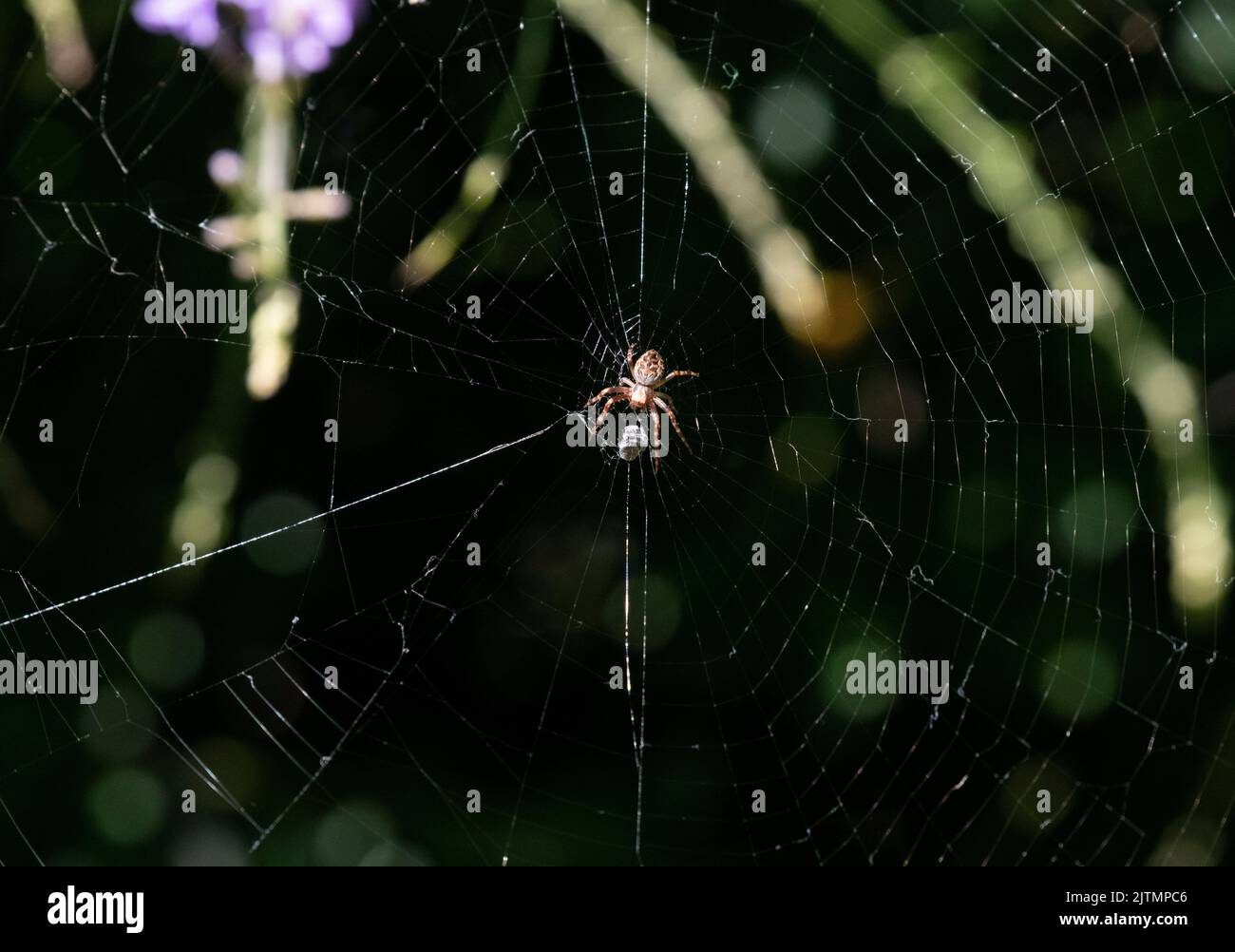 An australian garden orb weaver spider argiope catenulata catc hi-res ...