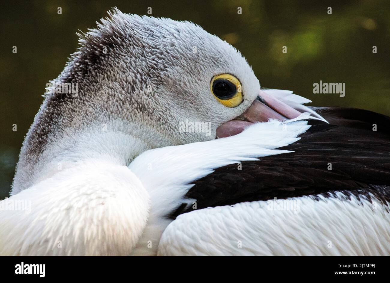 An Australian Pelican (Pelecanus conspicillatus) hiding its head in ...