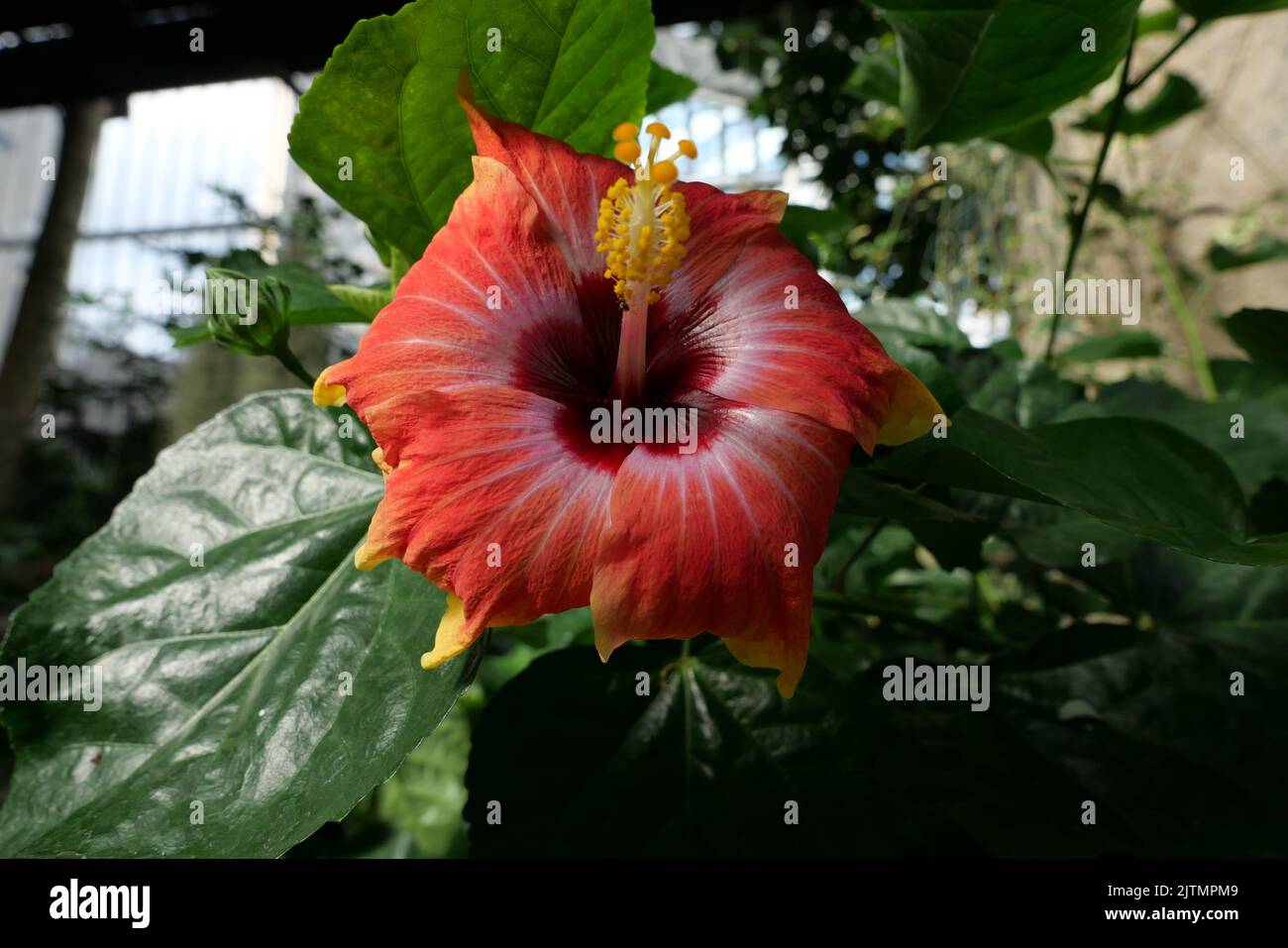The Conservatory was designed by the Barbican’s architects Chamberlin ...