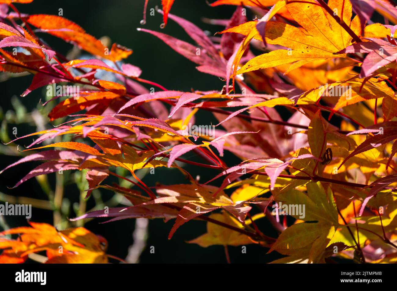 Acer japonicum, Amur maple, Japanese-maple fullmoon maple, Japan ...