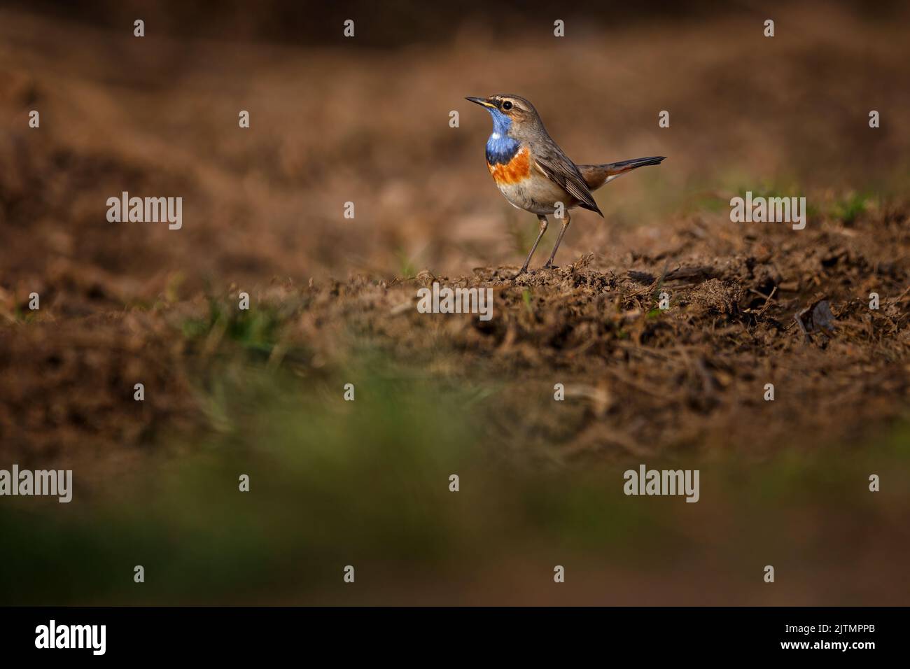 The bluethroat is a small passerine bird that was formerly classed as a ...