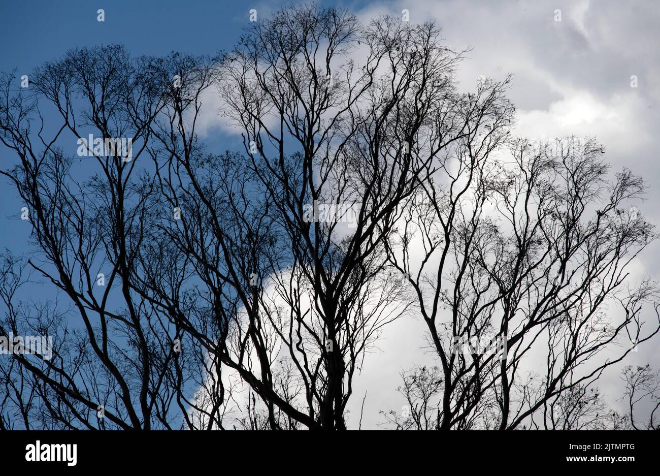 Clouds behind dry tree in Sydney, New South Wales, Australia. (Photo by ...