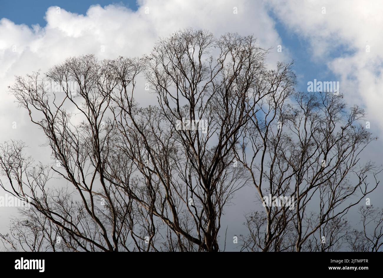 Clouds behind dry tree in Sydney, New South Wales, Australia. (Photo by ...