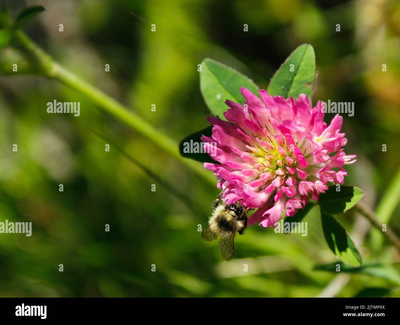 Taken at Chateau Lake Louise in Alberta. A bumble bee pollinating a ...