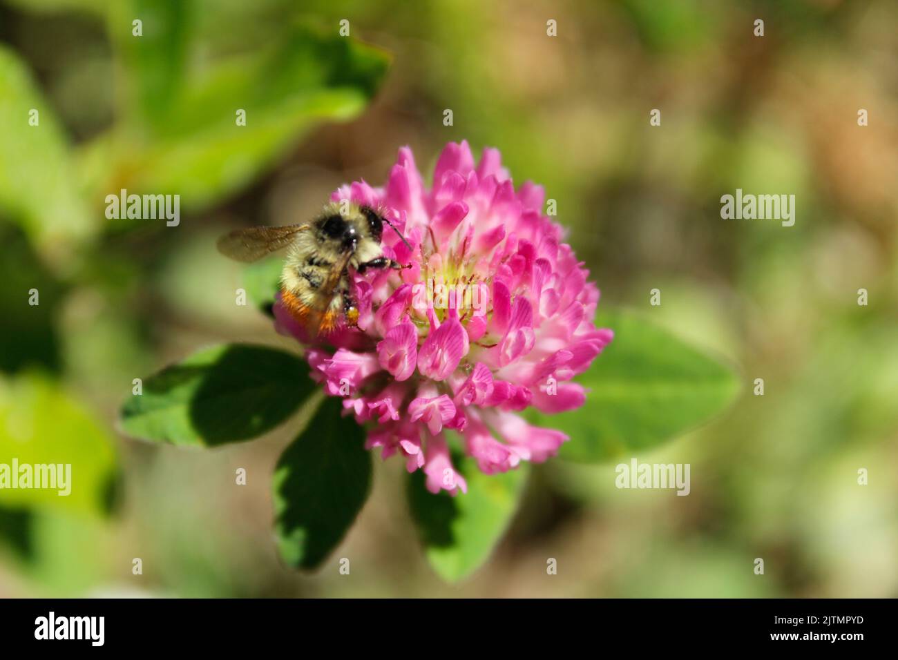 Taken at Chateau Lake Louise in Alberta. A bumble bee pollinating a ...