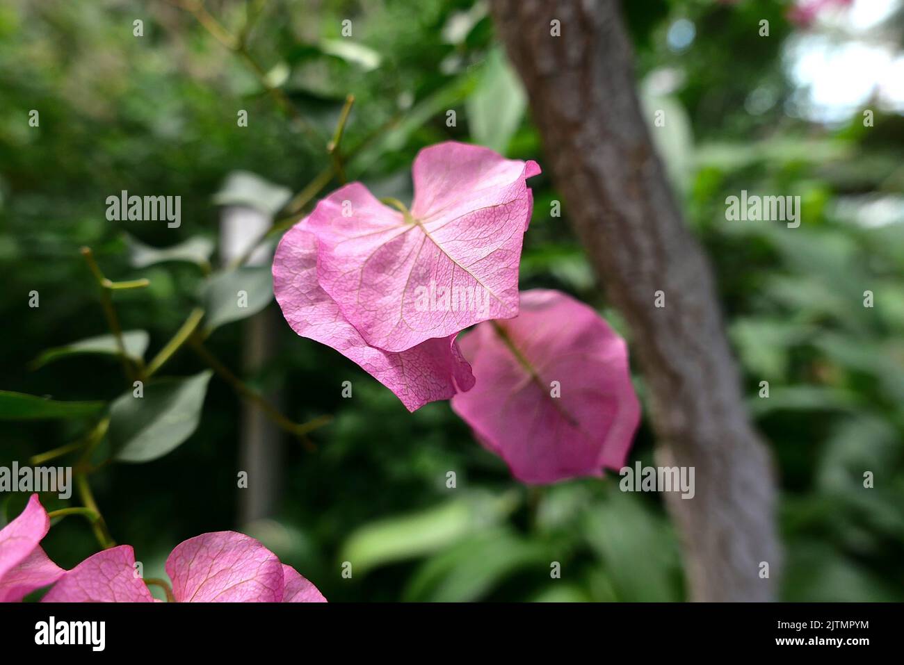 Koi tench hi-res stock photography and images - Alamy