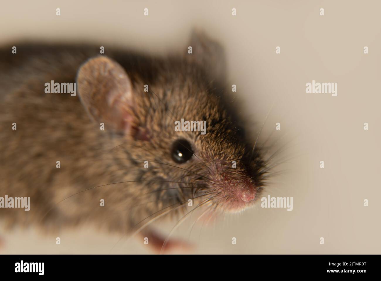 Swiss mice mus musculus hi-res stock photography and images - Alamy